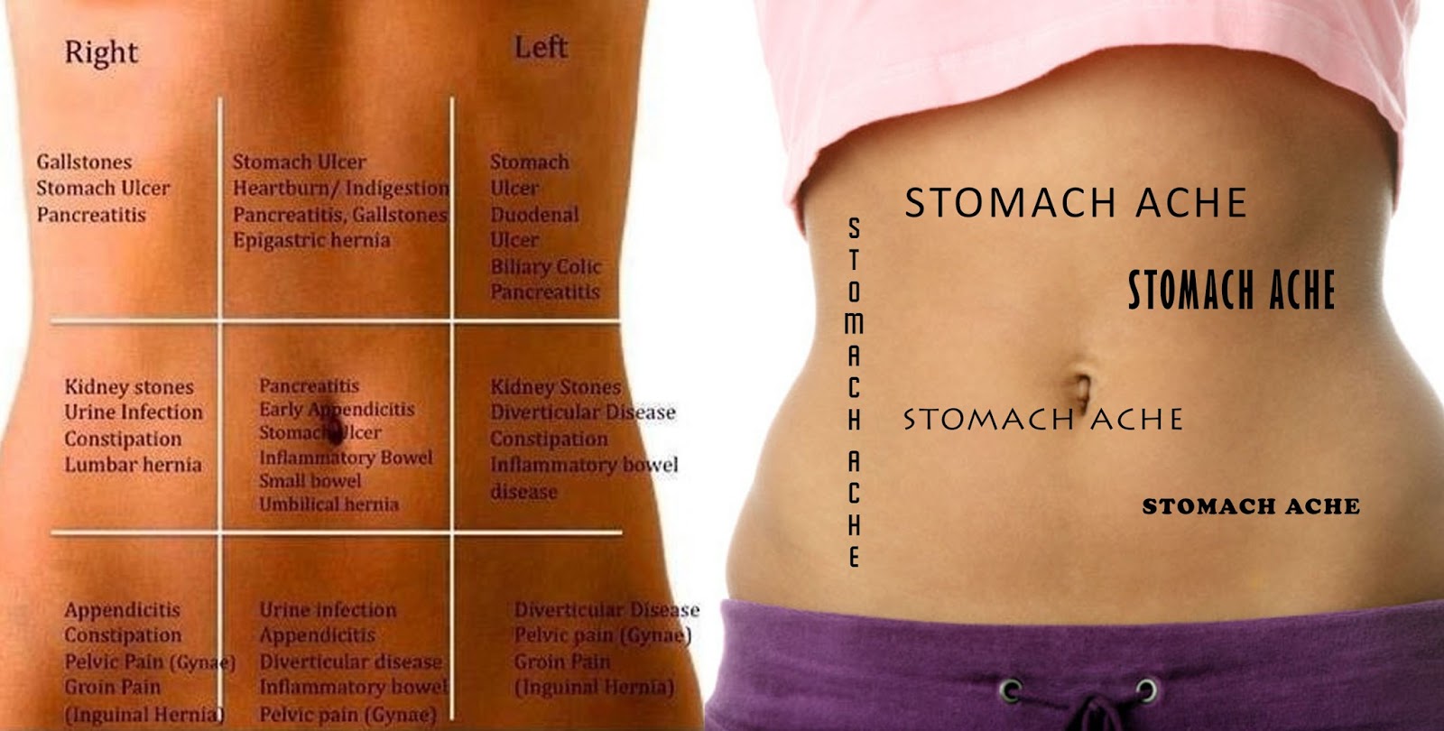 Organs Back Of Body